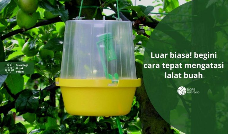 Luar biasa! begini cara tepat mengatasi lalat buah - Informasi Luar biasa! begini cara tepat mengatasi lalat buah - Informasi